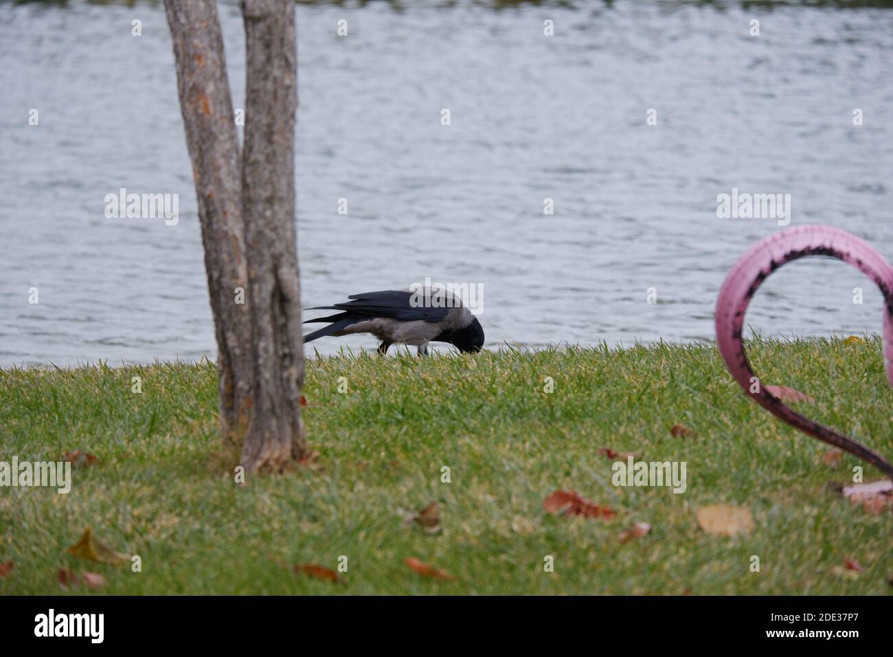 Corvine on grass hi-res stock photography and images - Alamy