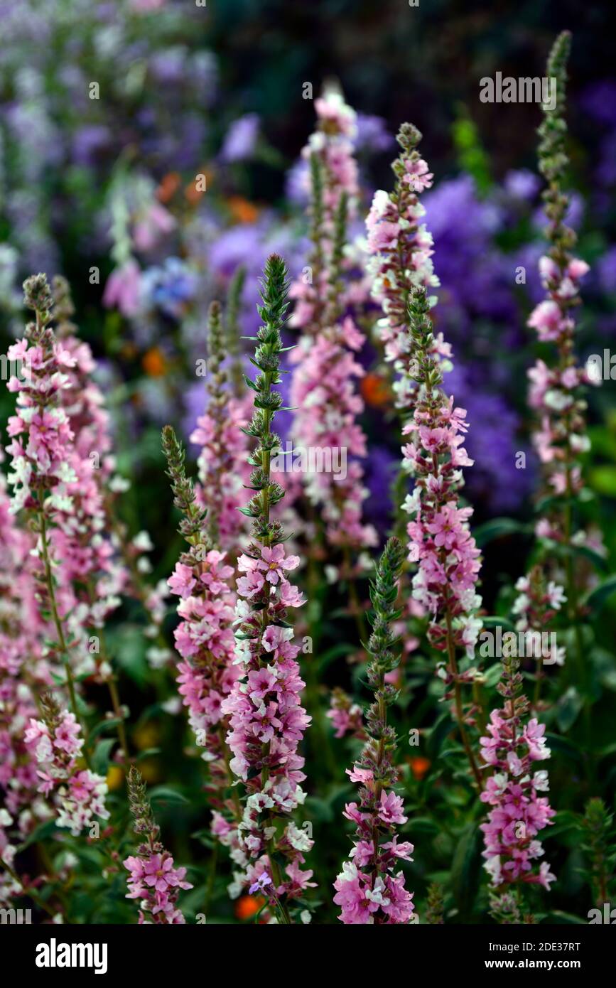 Lythrum salicaria Blush,loosestrife,pink flower spike,pink flower spire ...