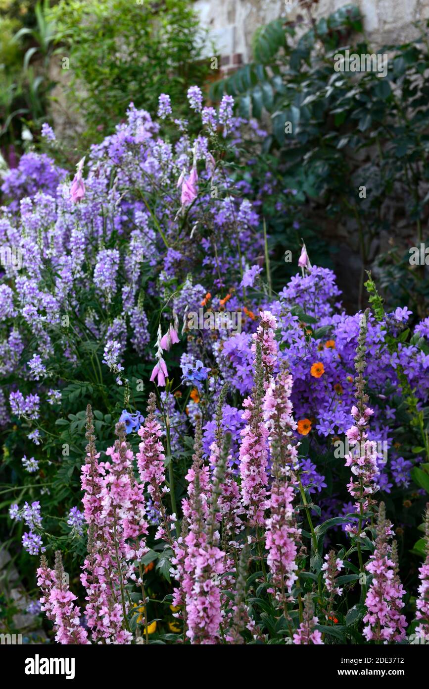 Lythrum salicaria Blush,loosestrife,pink flower spike,pink flower spire ...