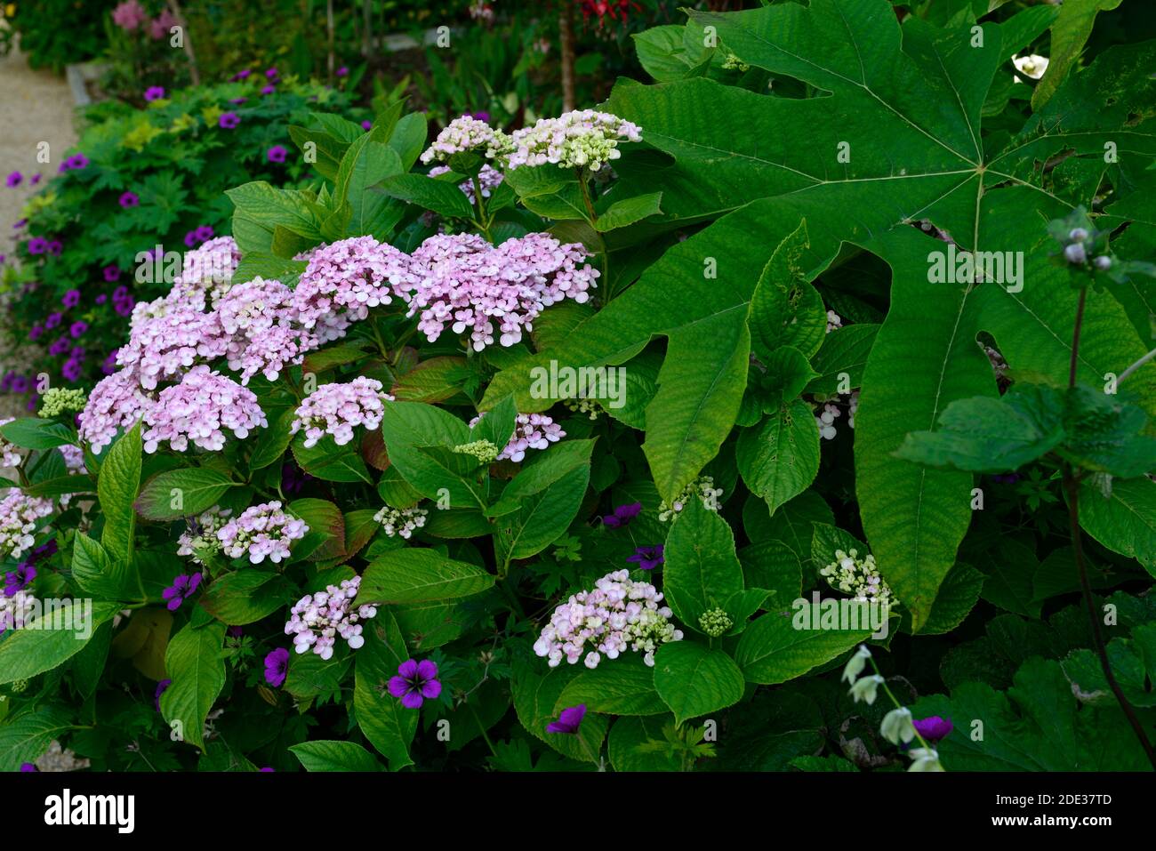 Geranium Anne Thomson,Hydrangea macrophylla Ayesha,compact mophead ...