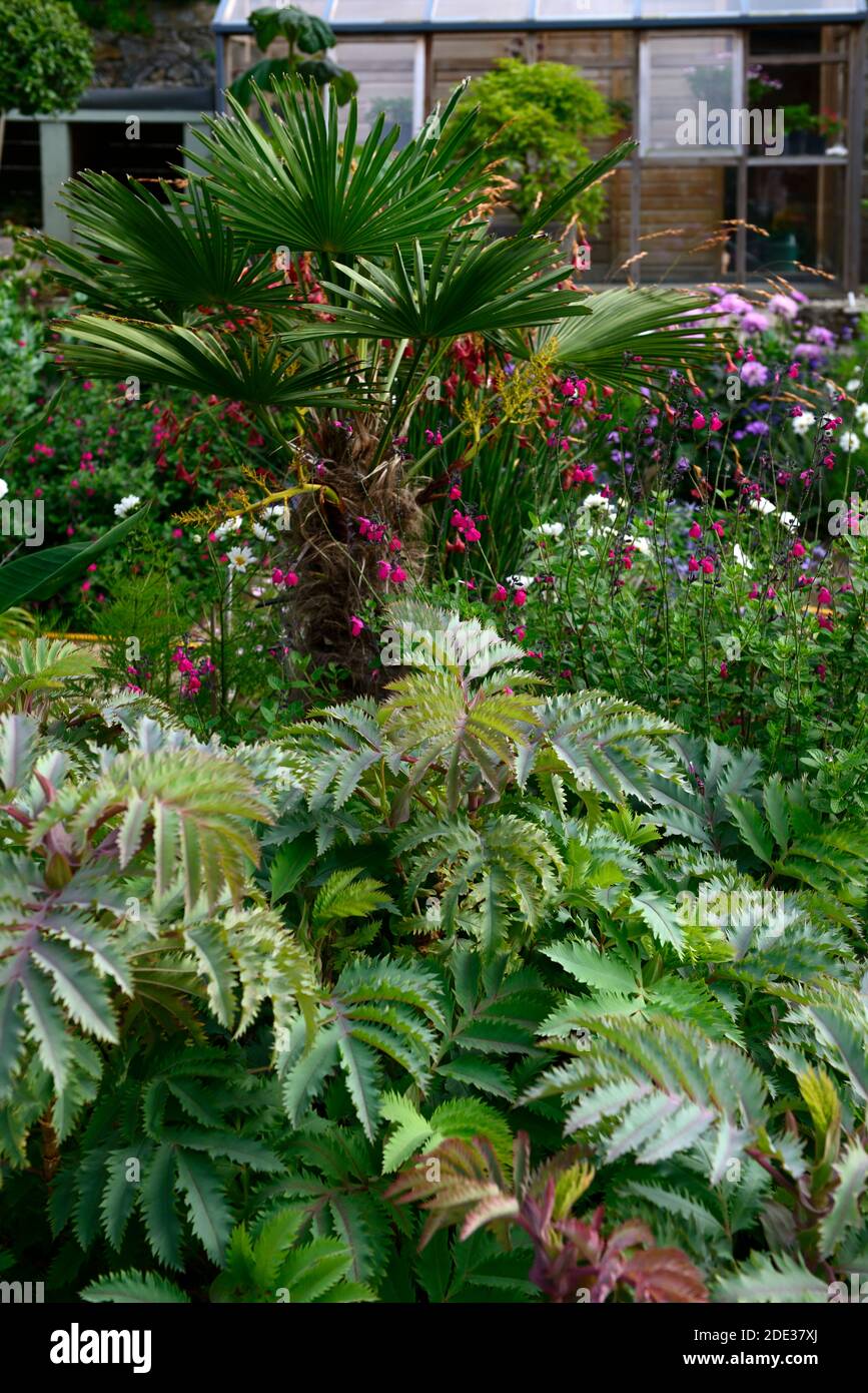 melianthus major purple haze,honey bush,glaucous foliage,leaves,garden ...