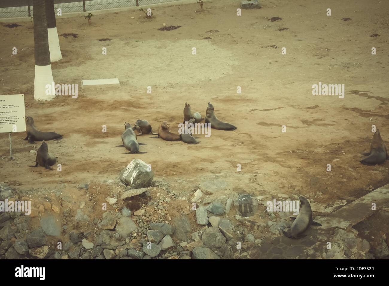 Californian sea lion baja california hi-res stock photography and ...