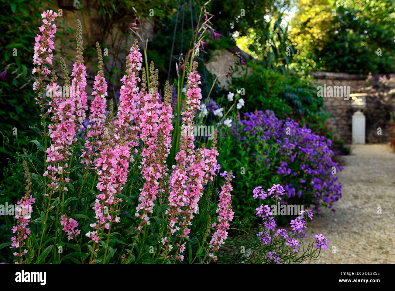 Lythrum salicaria blush hi-res stock photography and images - Alamy