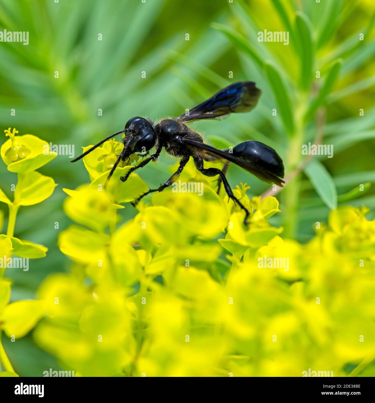 Macro of a black grass-carrying wasp (isodontia mexicana Stock Photo ...