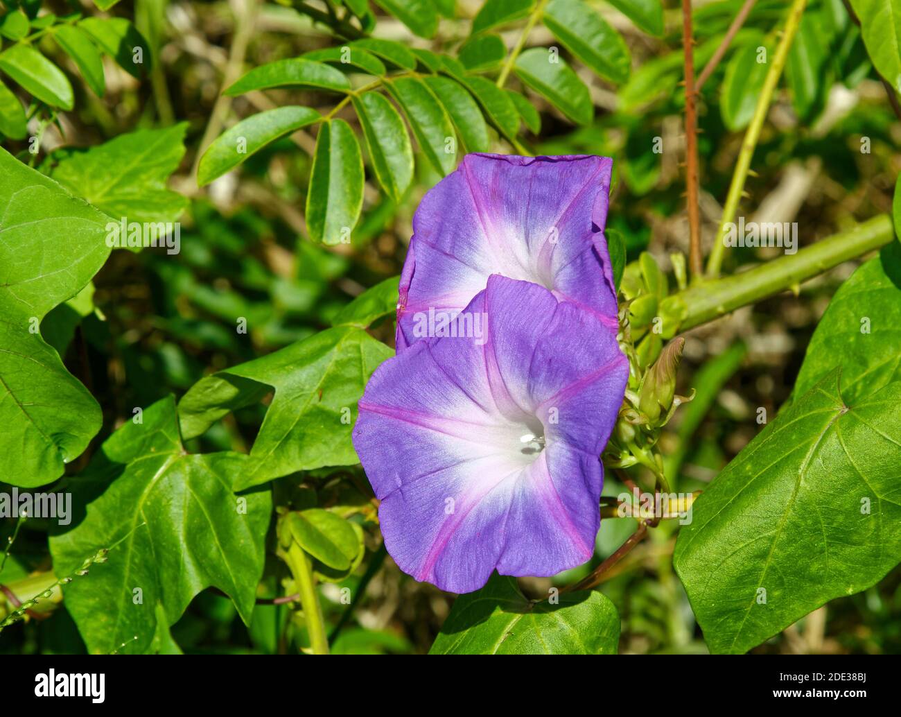 Everglades morning glory hi-res stock photography and images - Alamy