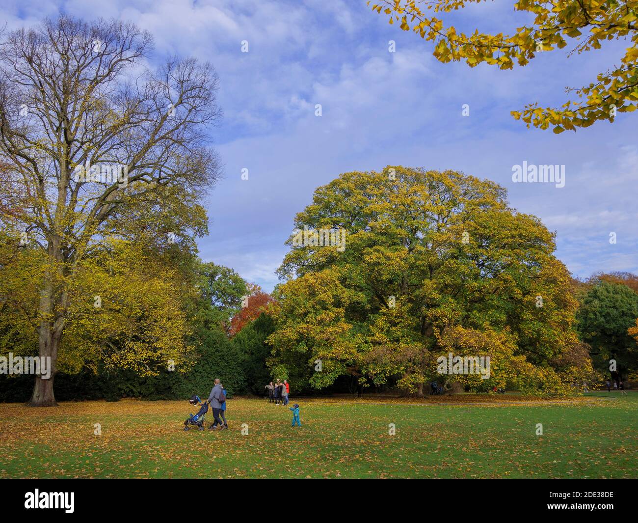 Indian Summer, sycamore maple- national heritage tree in Hirschpark in ...
