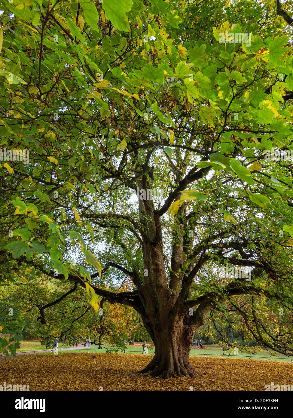 Indian Summer, sycamore maple- national heritage tree in Hirschpark in ...