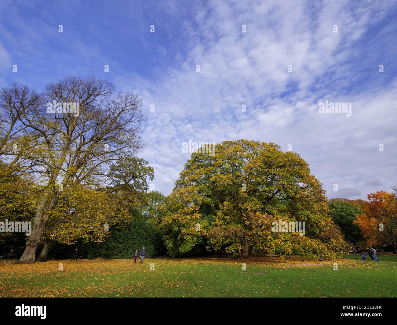Indian Summer, sycamore maple- national heritage tree in Hirschpark in ...