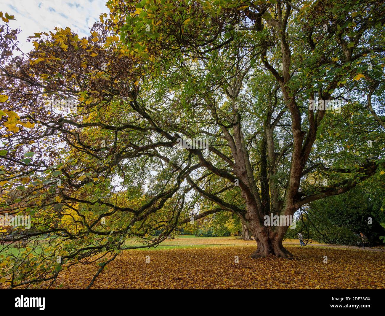Indian Summer, sycamore maple- national heritage tree in Hirschpark in ...
