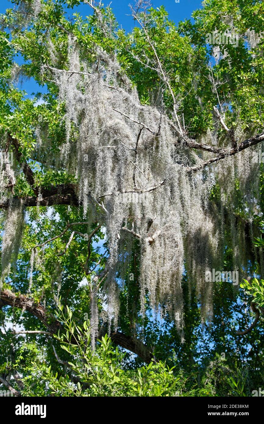Spanish Moss Nature