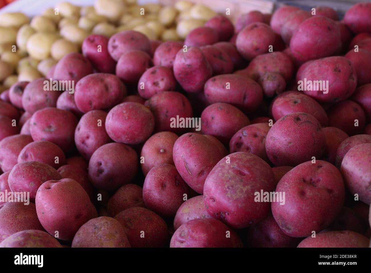 Red potato farm hi-res stock photography and images - Alamy
