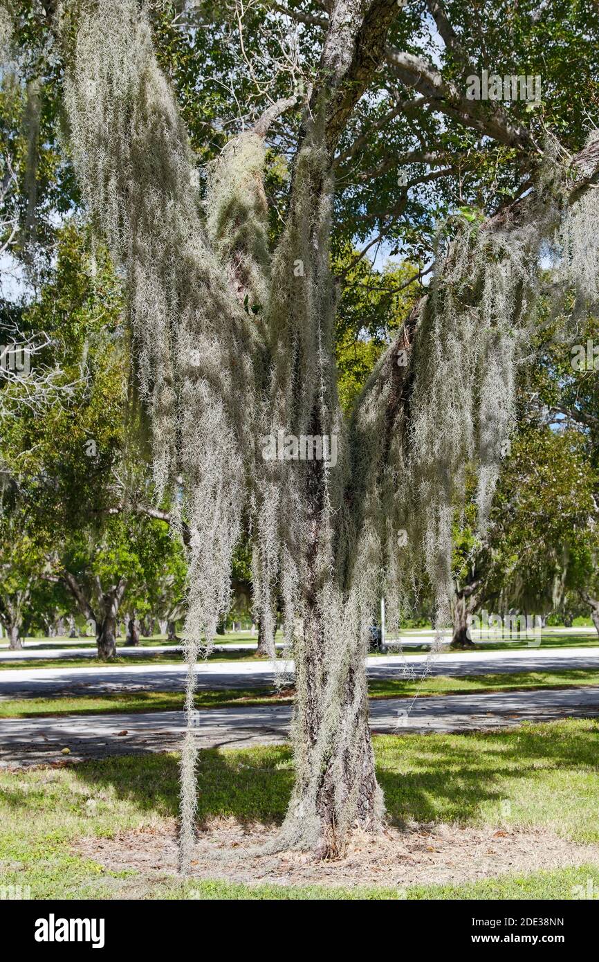 Tree draped with spanish moss hi-res stock photography and images - Alamy