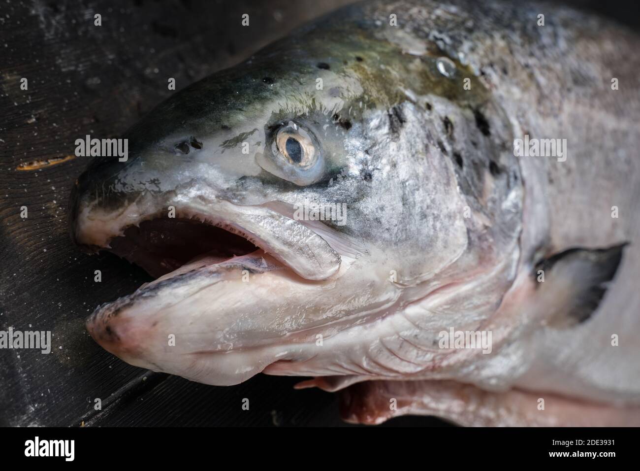 Fin single head_shot hi-res stock photography and images - Alamy