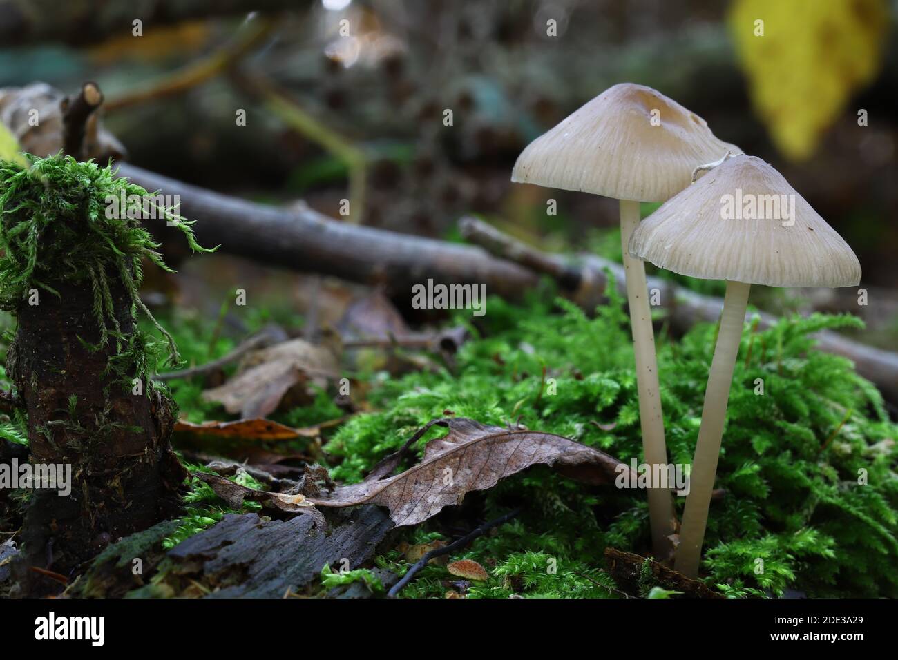 Common bonnet fungi hi-res stock photography and images - Alamy