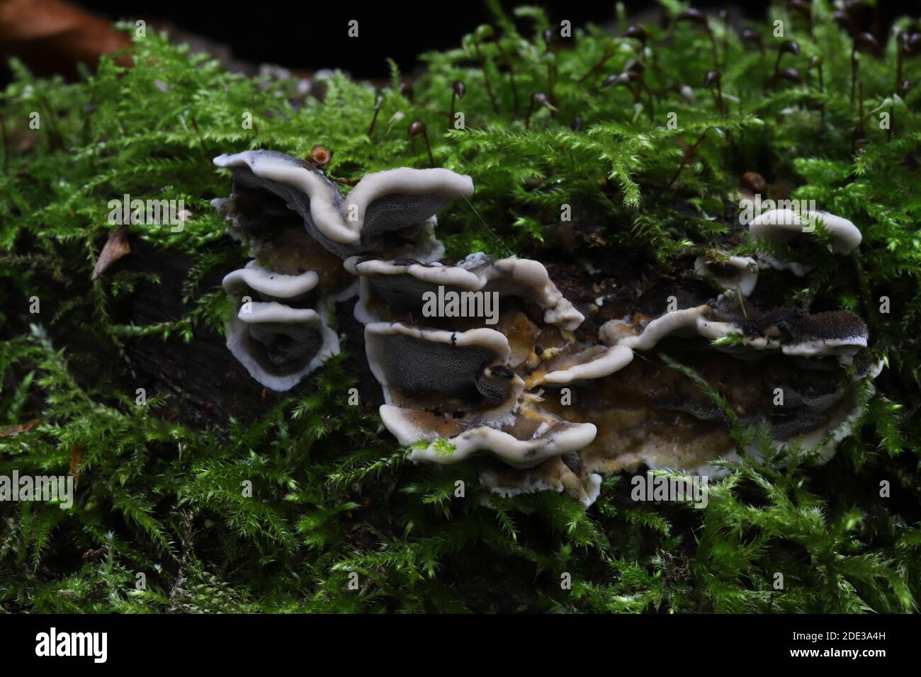 Mycota hi-res stock photography and images - Alamy