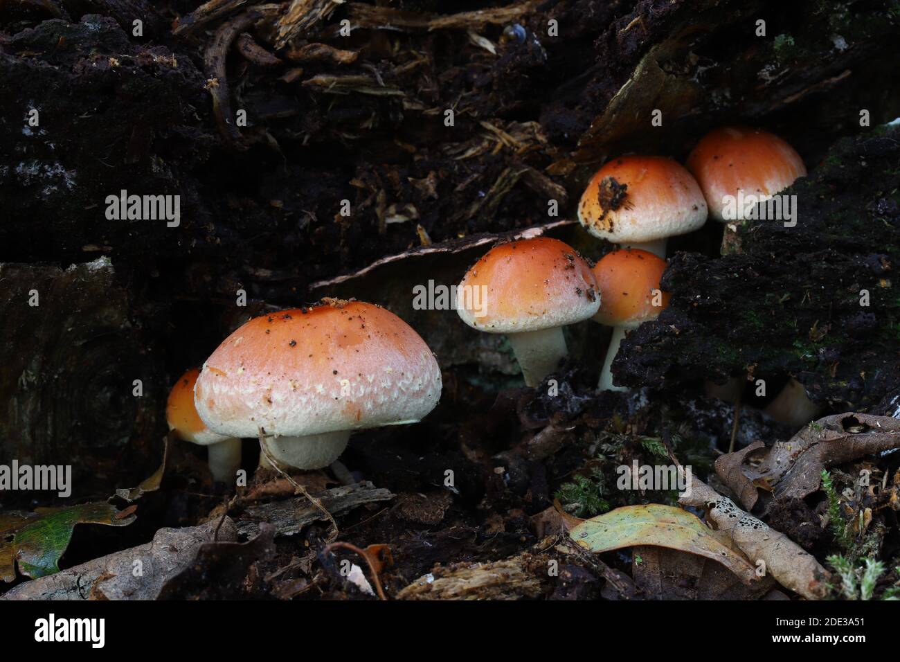 Brick tuft fungi Stock Photo - Alamy