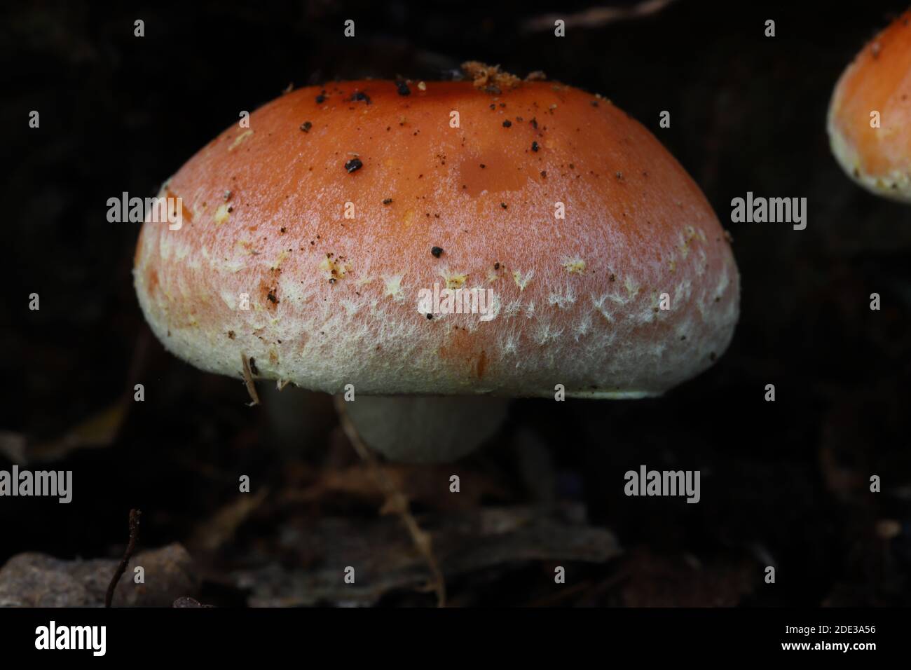 Brick tuft fungi Stock Photo - Alamy