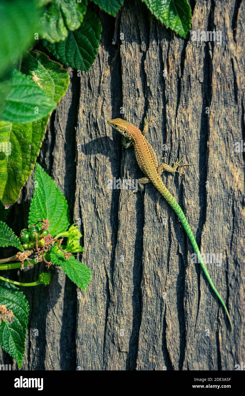 Taking scales hi-res stock photography and images - Alamy