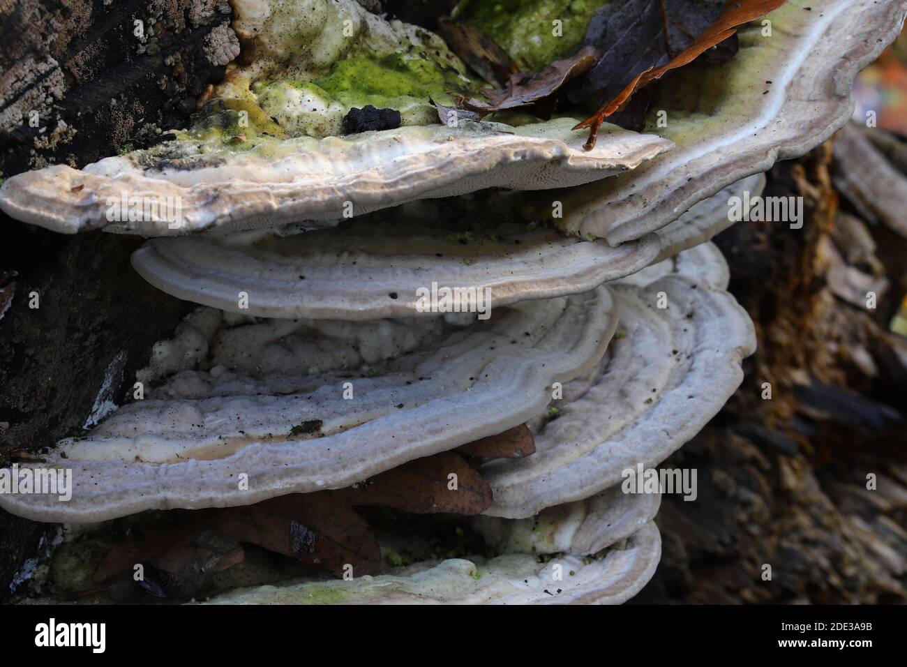 Lumpy hi-res stock photography and images - Alamy