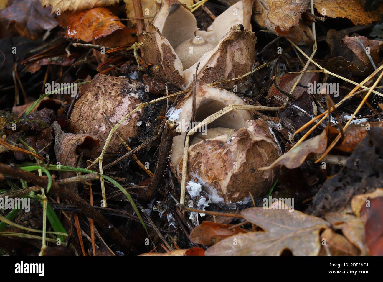 Strange fungi hi-res stock photography and images - Alamy