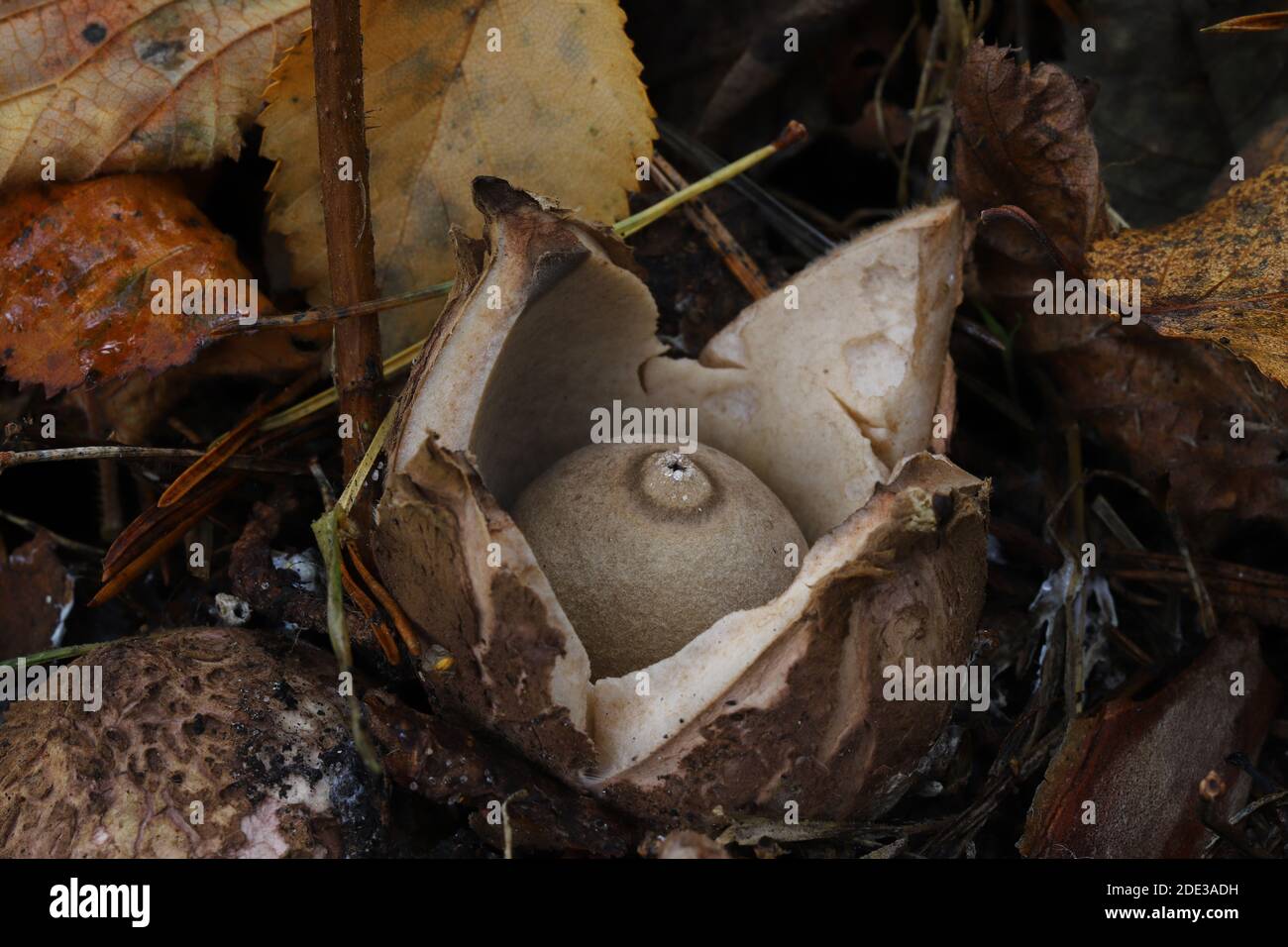 Strange fungi hi-res stock photography and images - Alamy