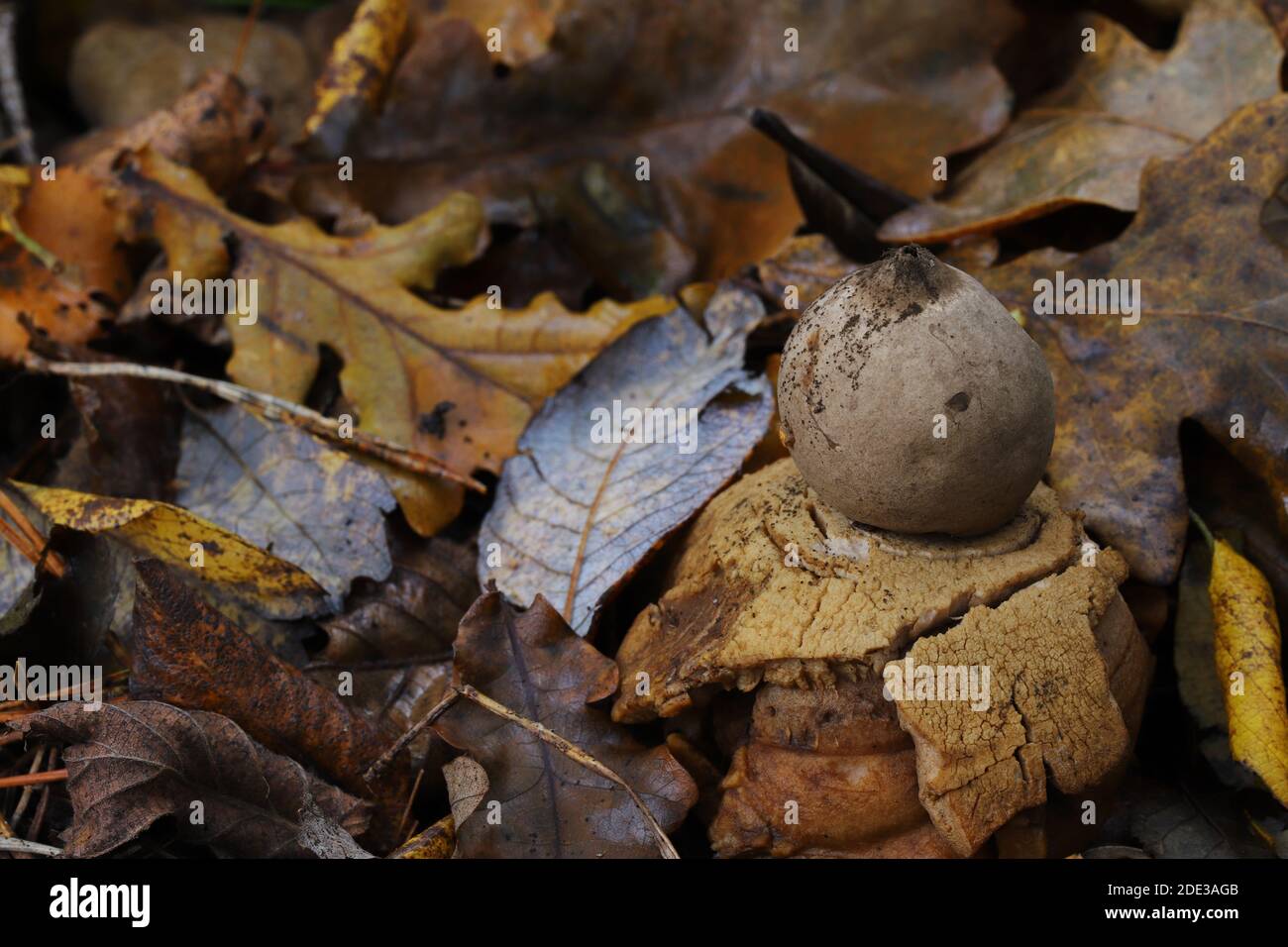 Strange looking fungi hi-res stock photography and images - Alamy