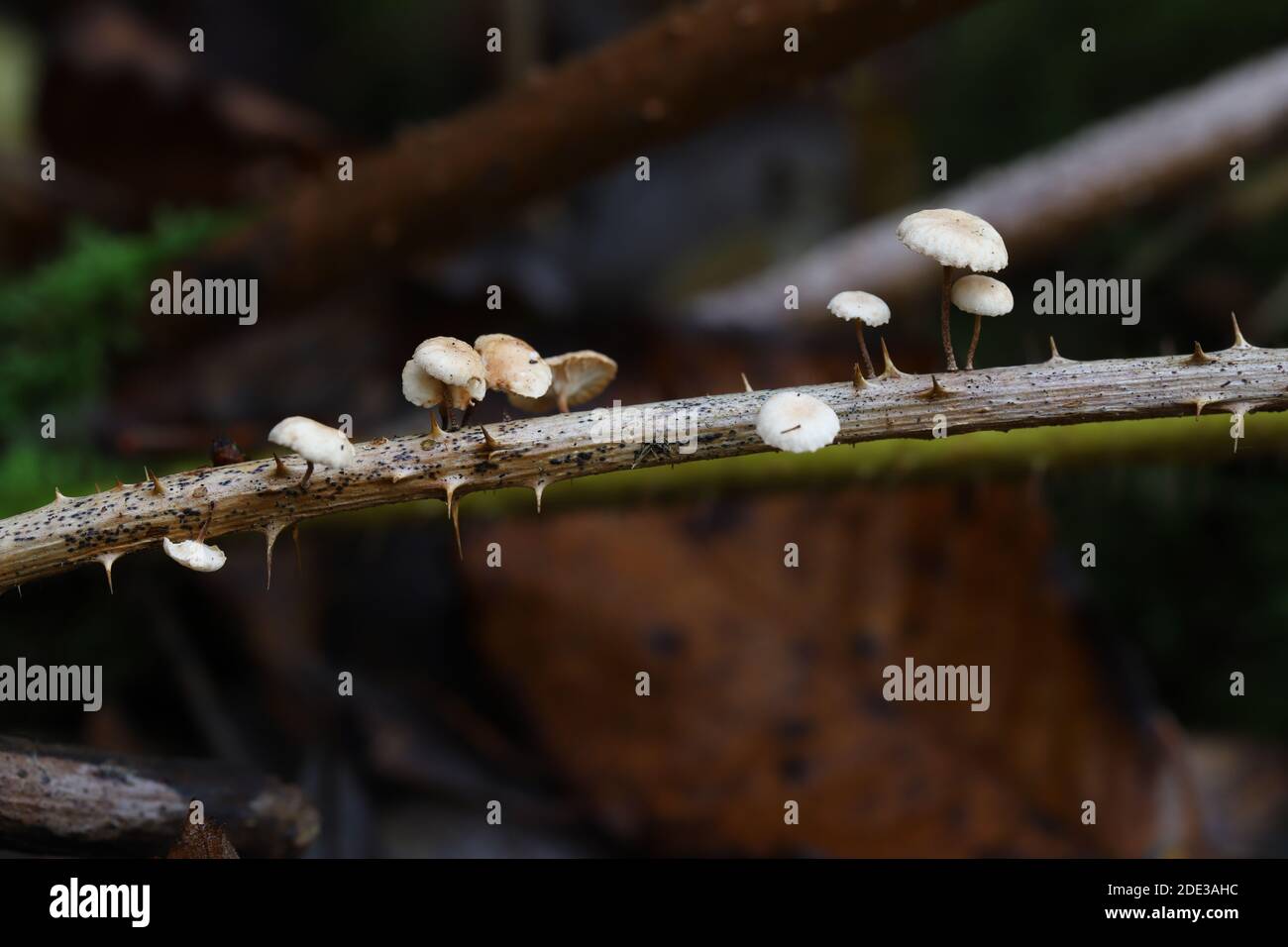 Fungi stem hi-res stock photography and images - Alamy