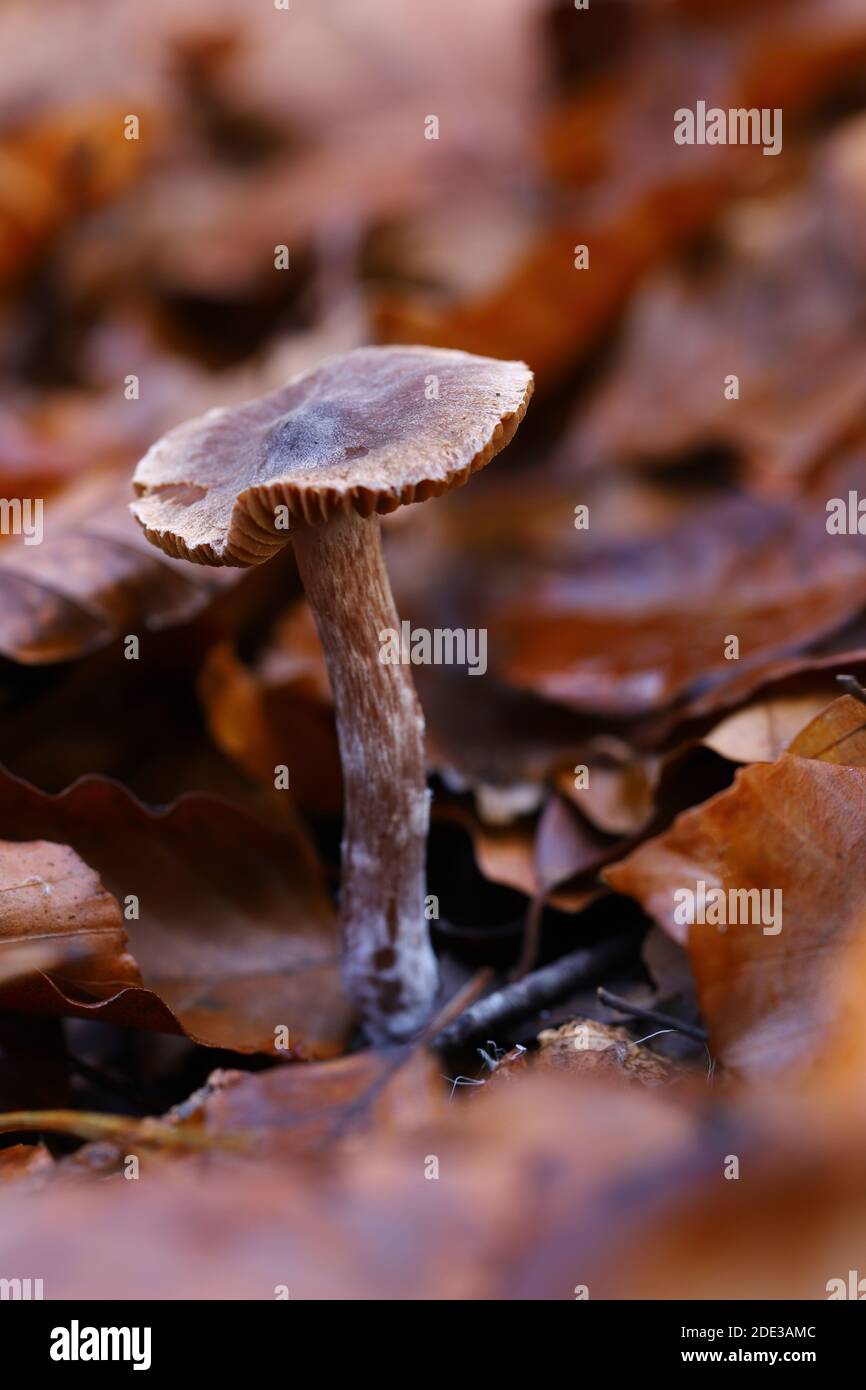 Brown fungi hi-res stock photography and images - Alamy
