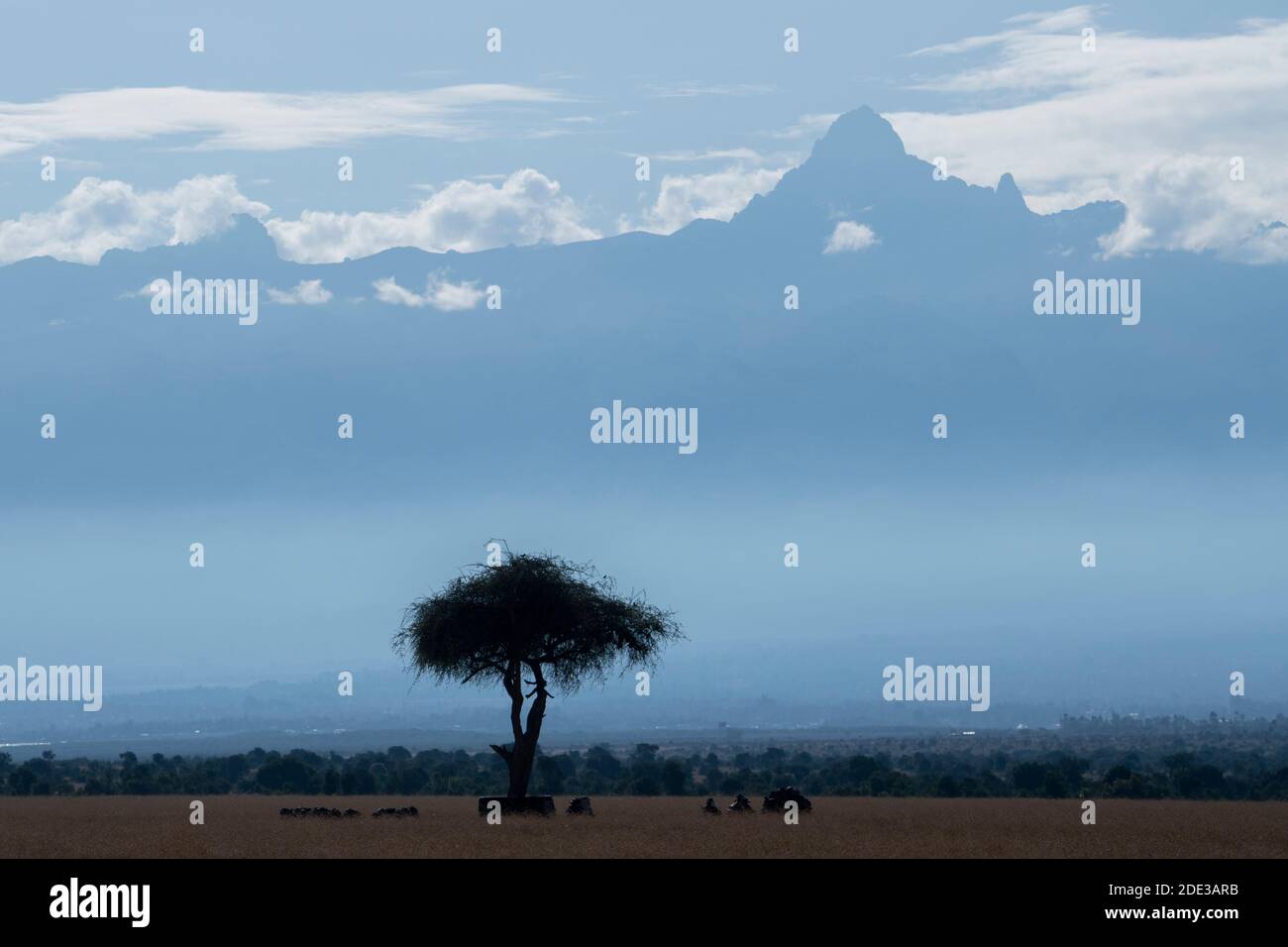 Africa, Kenya, Ol Pejeta Conservancy. Mount Kenya, the highest mountain ...