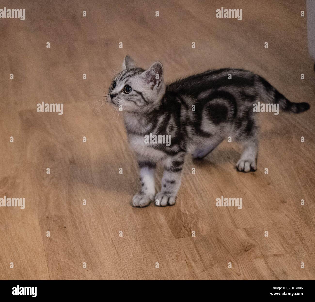 13 weeks old british short hair cat Stock Photo - Alamy