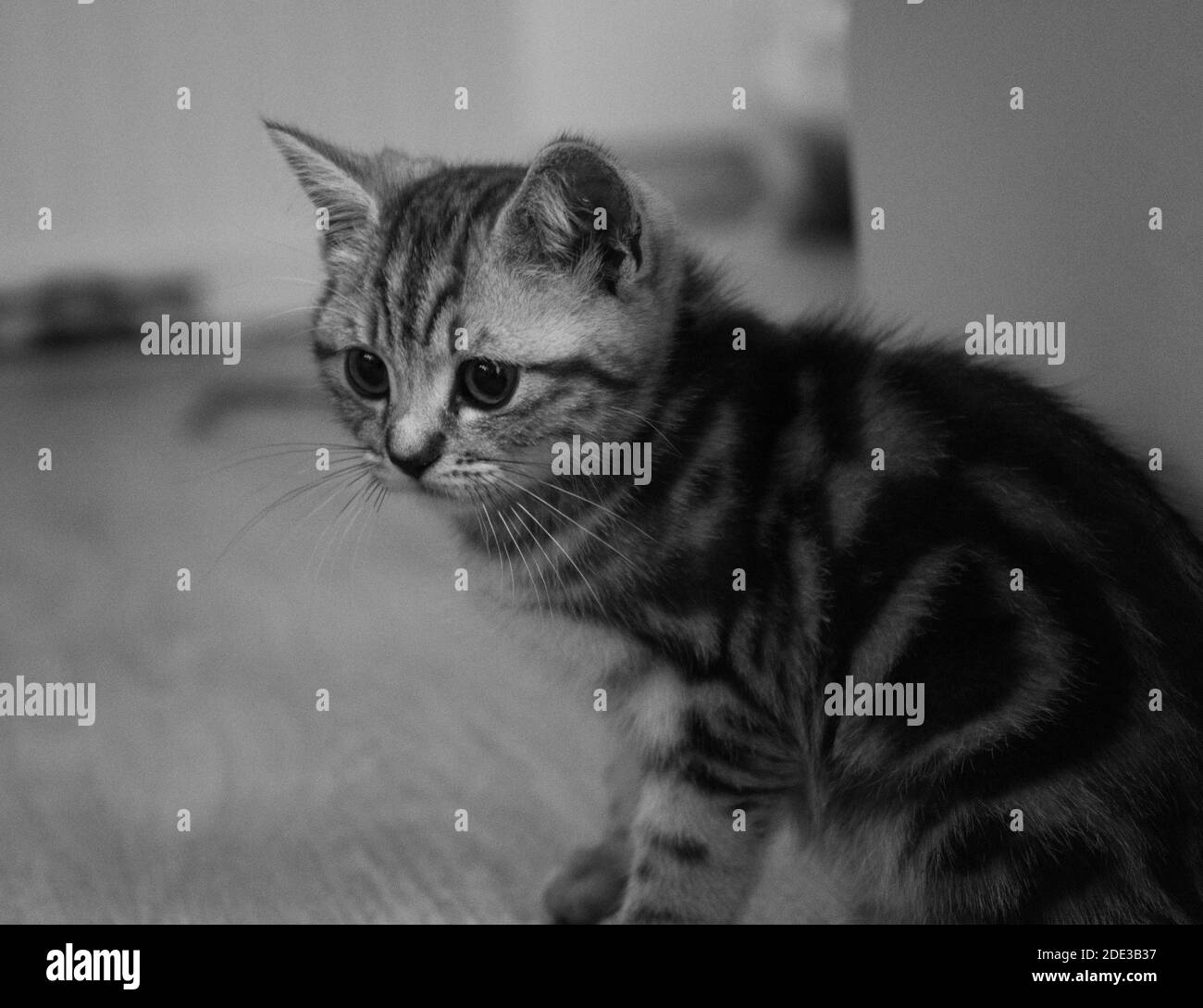 13 weeks old british short hair cat Stock Photo - Alamy