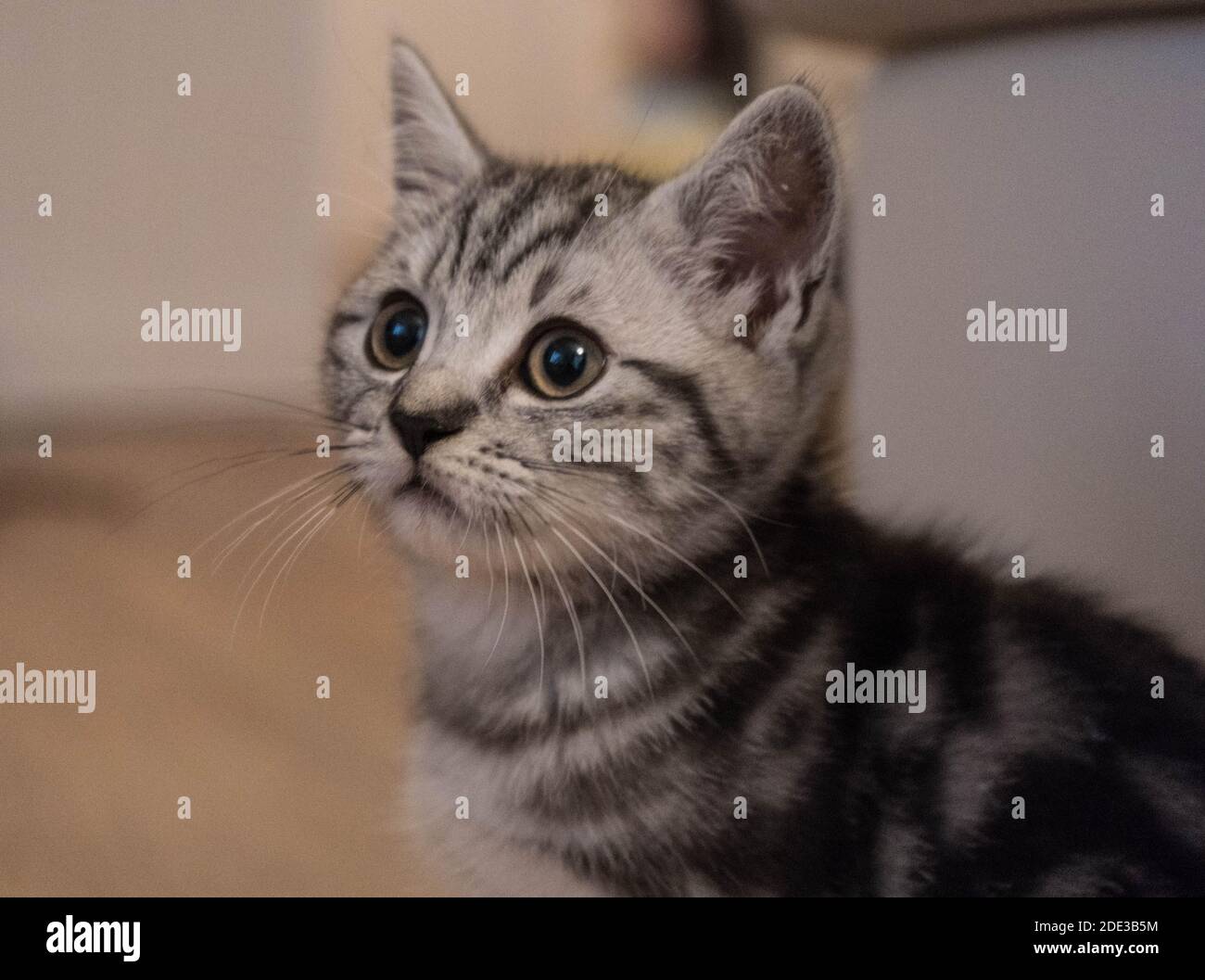13 weeks old british short hair cat Stock Photo - Alamy