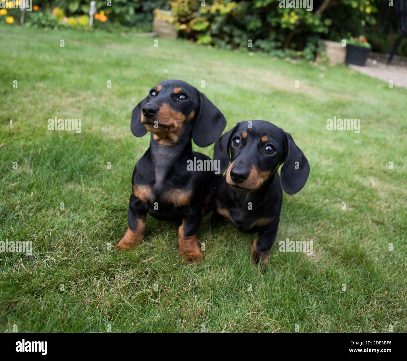 Two dachshund puppies Stock Photo - Alamy