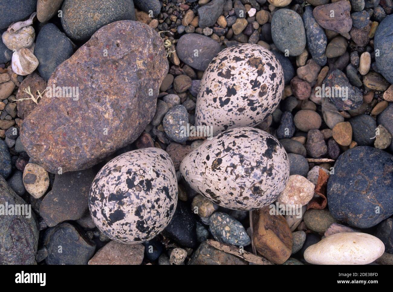 Killdeer nest (abandoned) on Willamette River bar, Willamette Mission ...