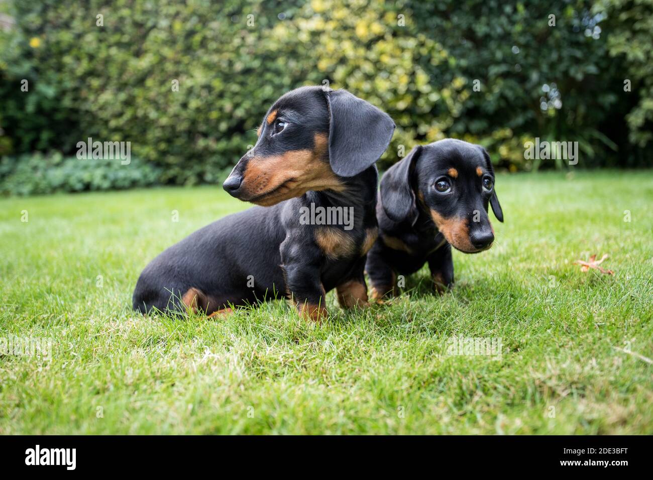 Two dachshund puppies Stock Photo - Alamy