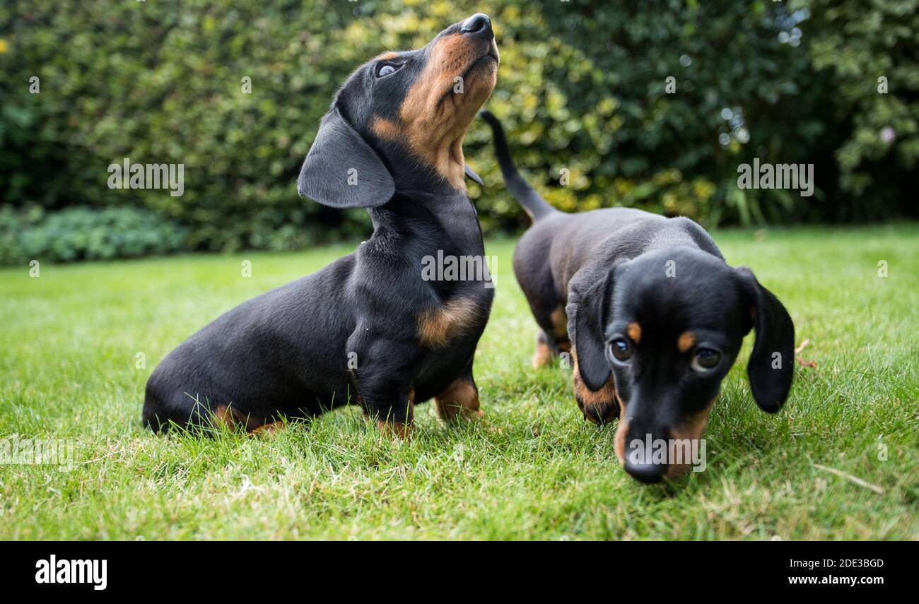Two dachshund puppies Stock Photo - Alamy