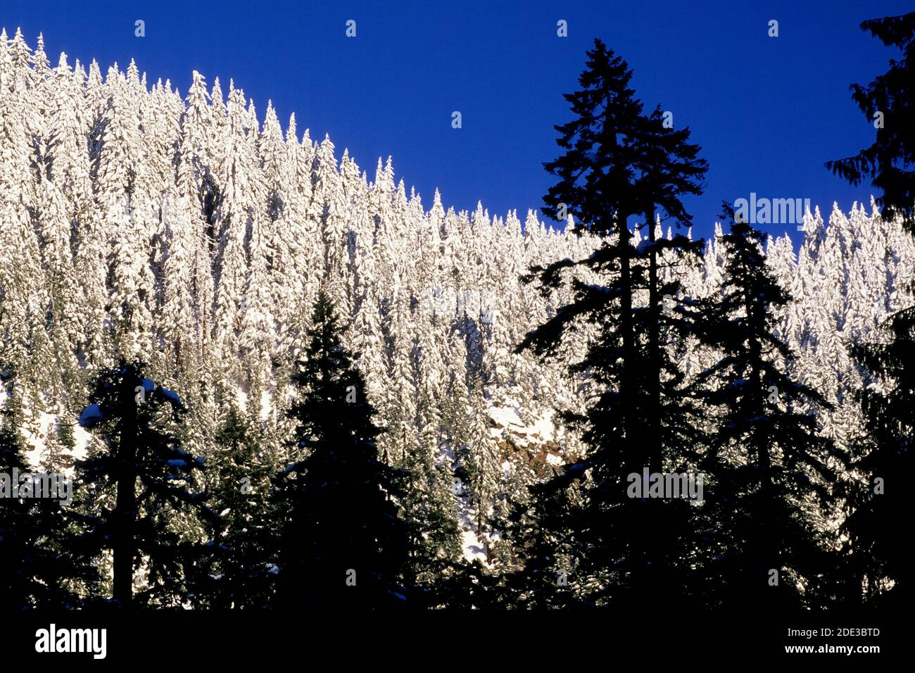 Fresh snow on forest ridgeline, McKenzie Wild & Scenic River ...