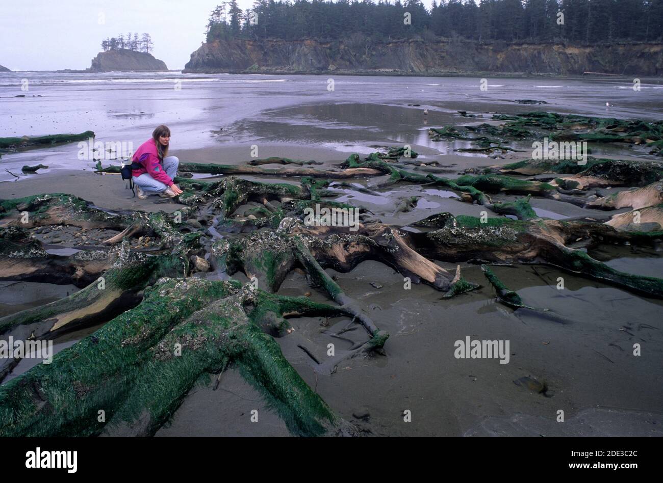 Ancient cedar stumps on beach, Sunset Bay State Park, Oregon Stock ...