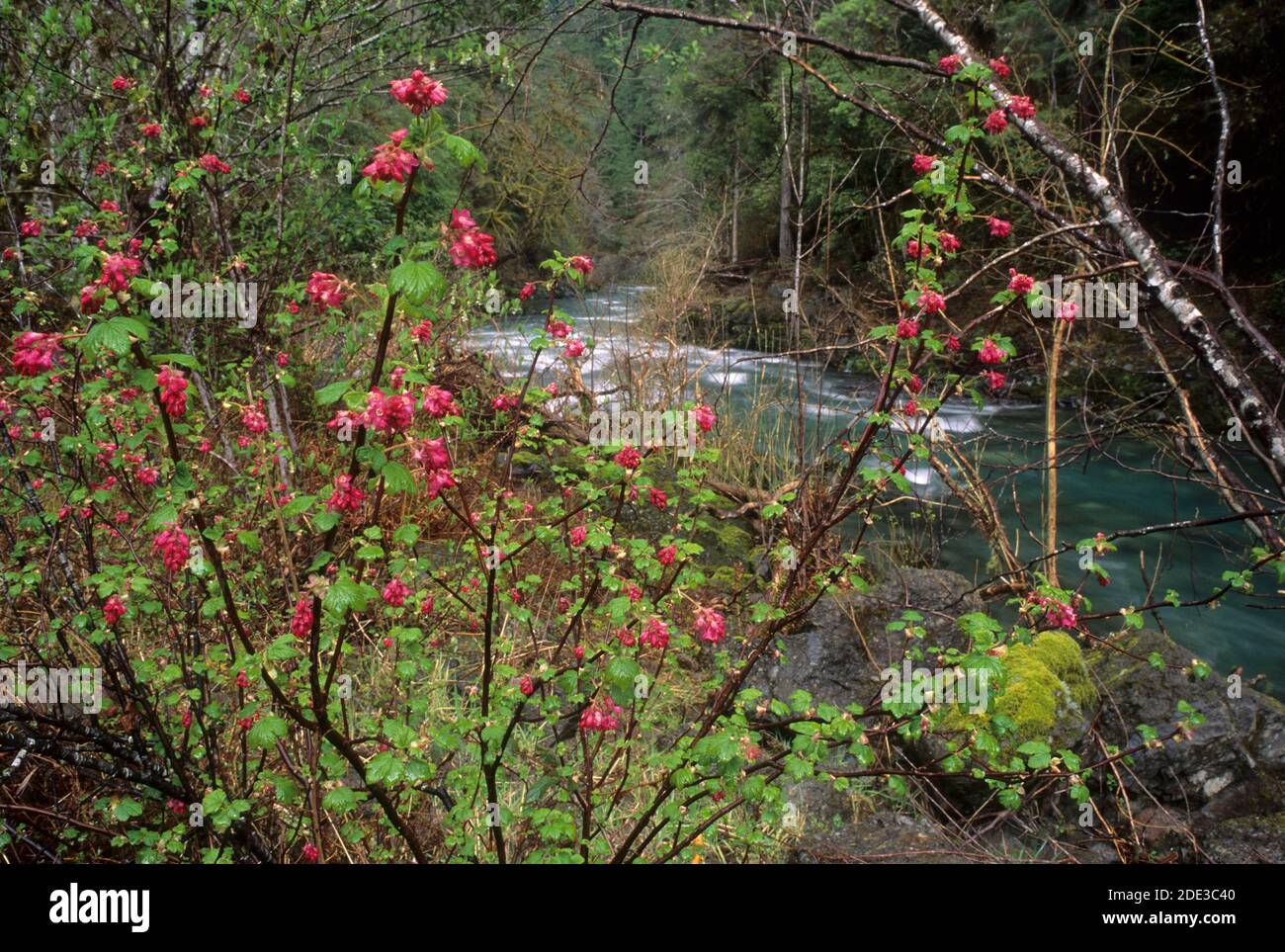 Currant, Elk Wild and Scenic River, Siskiyou National Forest, Oregon ...