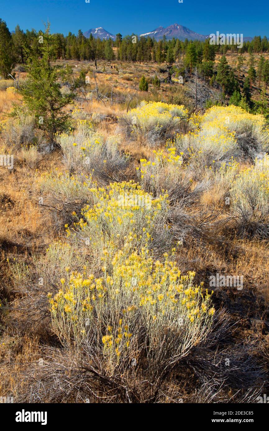 Rabbitbrush hi-res stock photography and images - Alamy