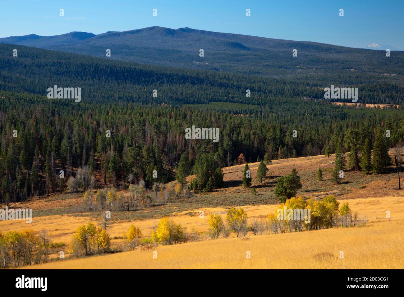 Bald forest hi-res stock photography and images - Alamy