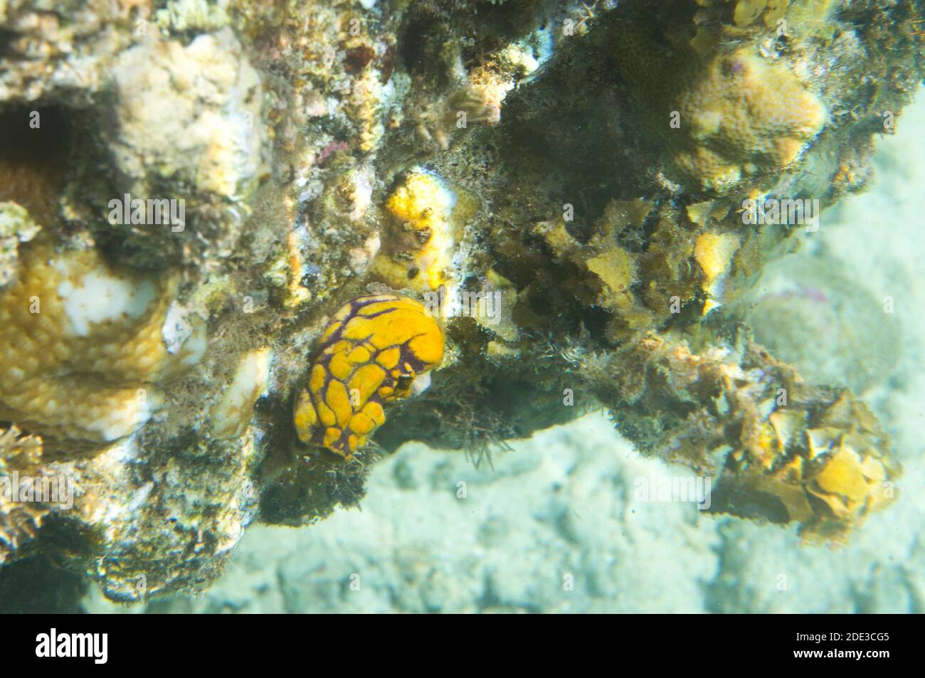 A polycarpa aurata in the sea of Togian islands, Indonesia Stock Photo ...