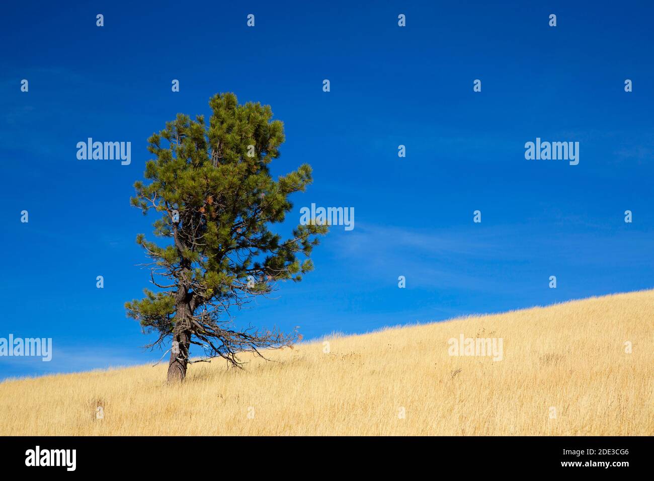 Silver and alone hi-res stock photography and images - Alamy