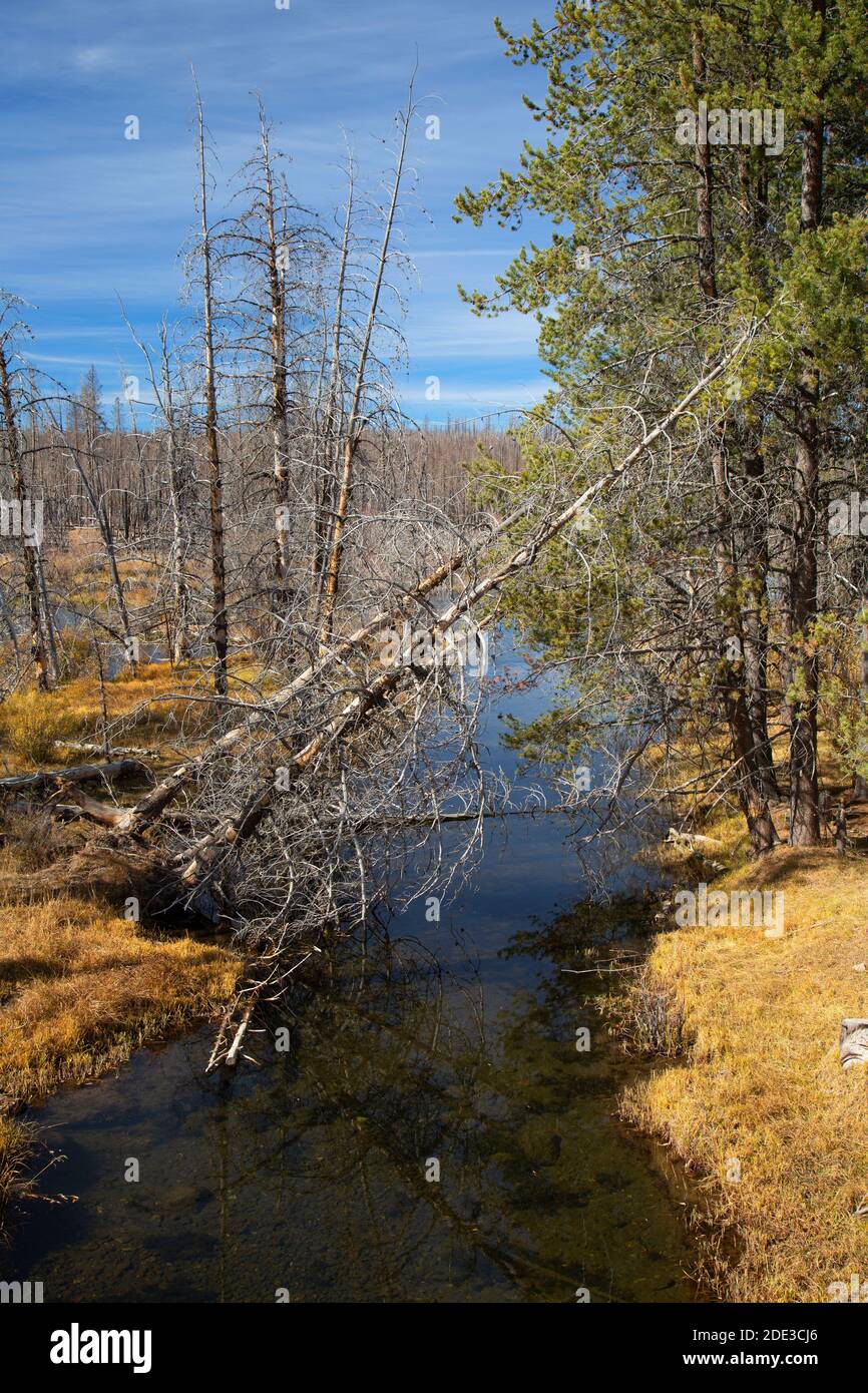 Beaver pond at Hannan Campground, Sycan Wild and Scenic River, Fremont ...