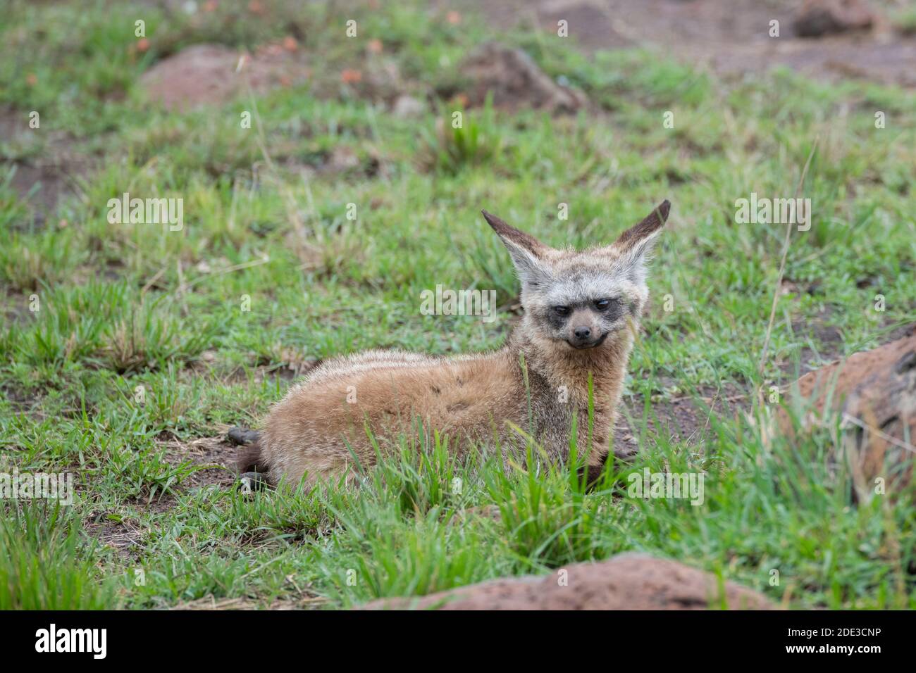 Africa, Kenya, Northern Serengeti Plains, Maasai Mara. Bat-eared fox ...