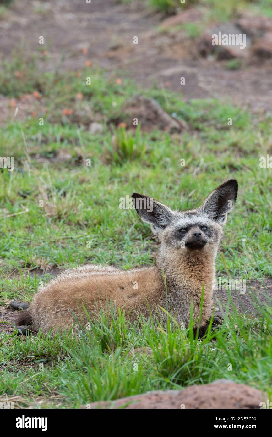 Africa, Kenya, Northern Serengeti Plains, Maasai Mara. Bat-eared fox ...