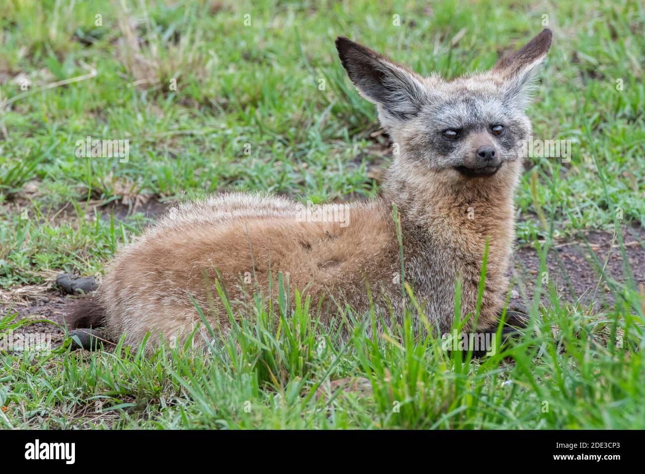 Africa, Kenya, Northern Serengeti Plains, Maasai Mara. Bat-eared fox ...