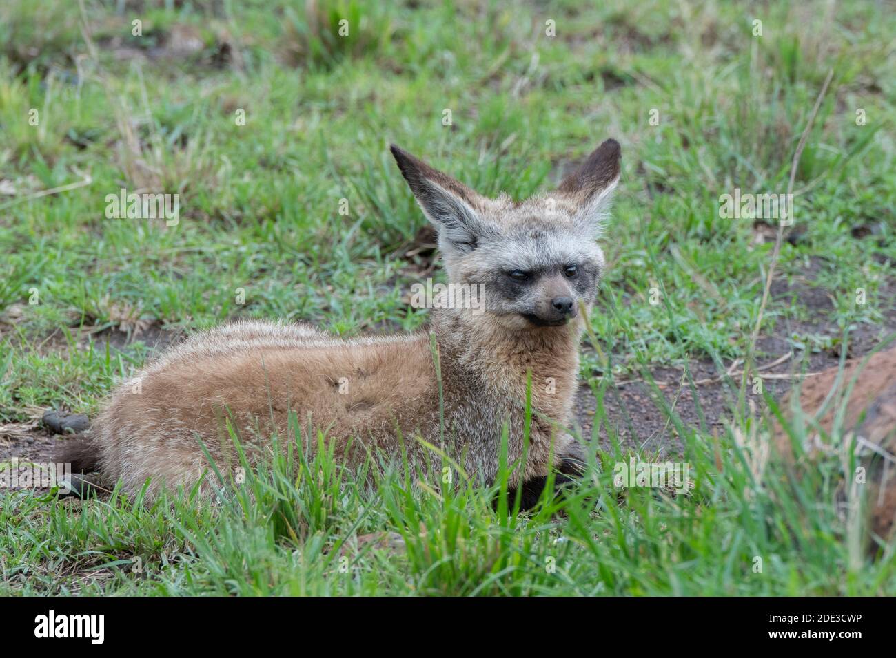 Africa, Kenya, Northern Serengeti Plains, Maasai Mara. Bat-eared fox ...