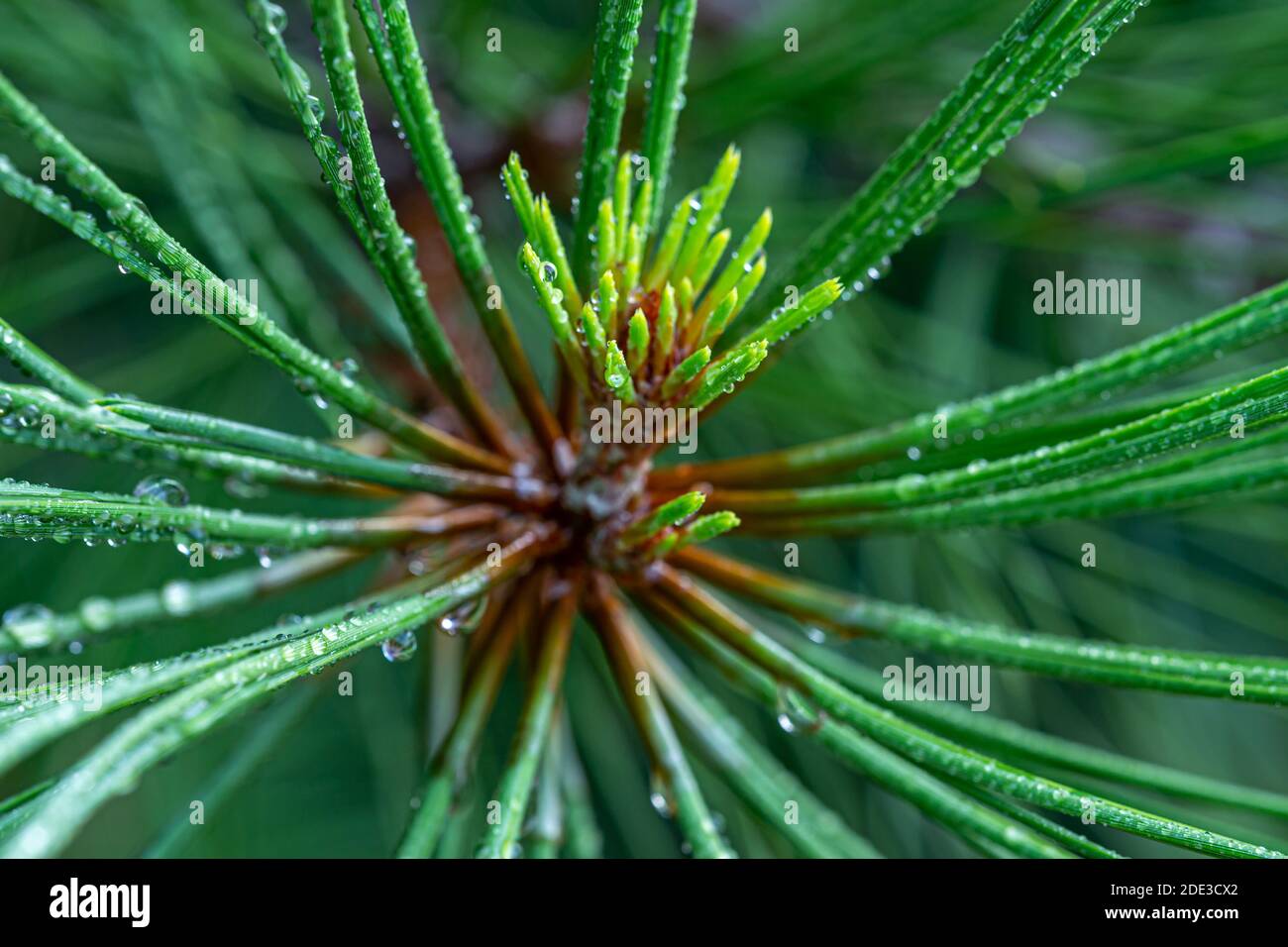 Rosliny makro hi-res stock photography and images - Alamy