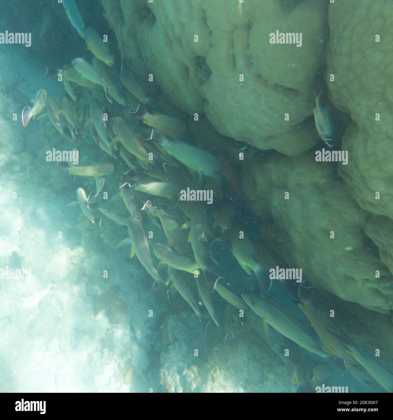 A large group of fishes in New Caledonia Stock Photo - Alamy